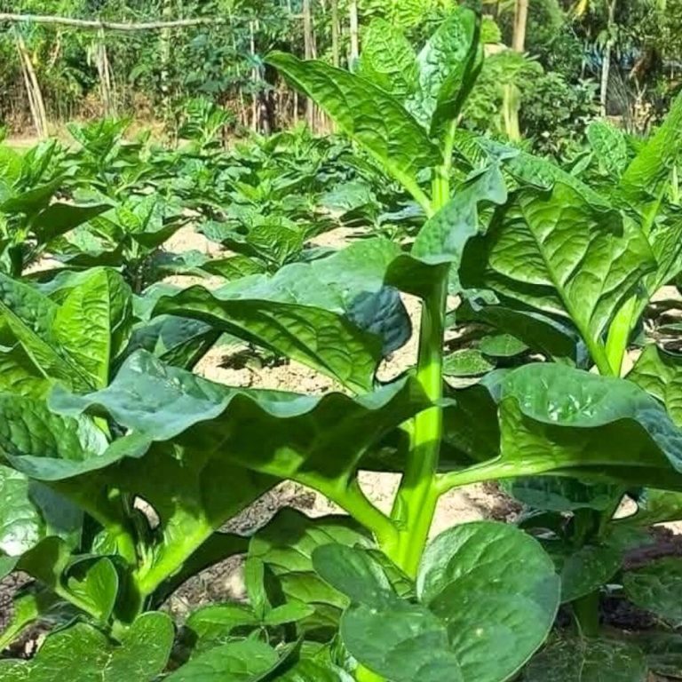 Pui Shak Seeds – Green Mota Doga | High Yield Seeds