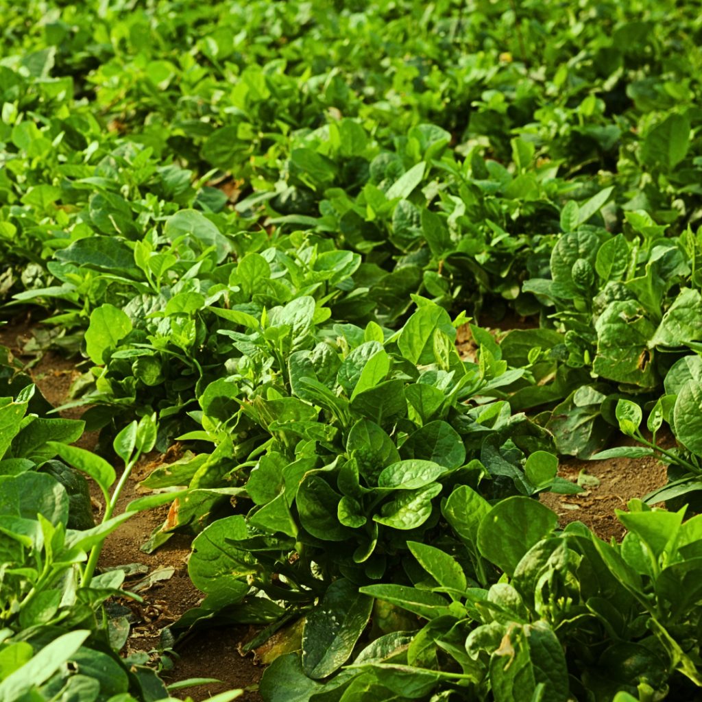Pui Shak Seeds – Green Mota Doga | High Yield Seeds